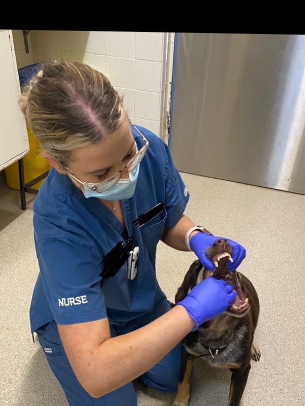 Rachel | Pet sitter in Hamlyn Heights | Pawshake.com.au