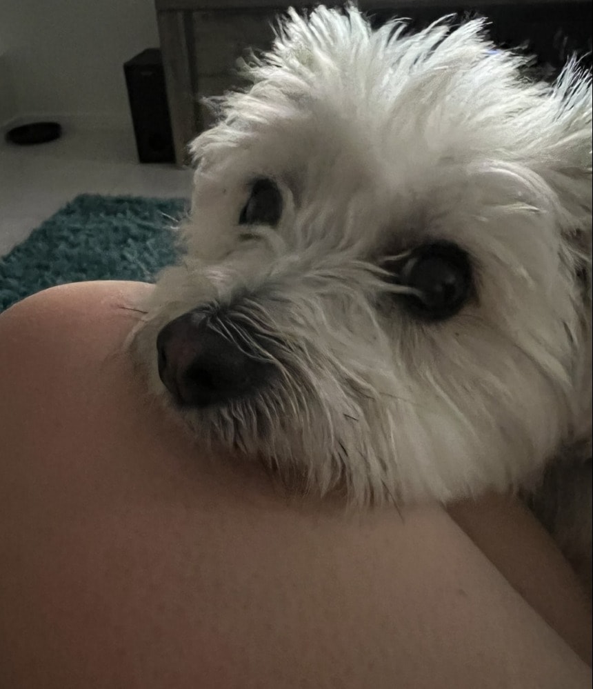 Danielle | Pet sitter in Bells Creek | Pawshake.com.au
