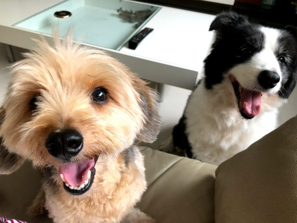 Zan | Pet sitter in Bukit Timah | Pawshake.com.sg