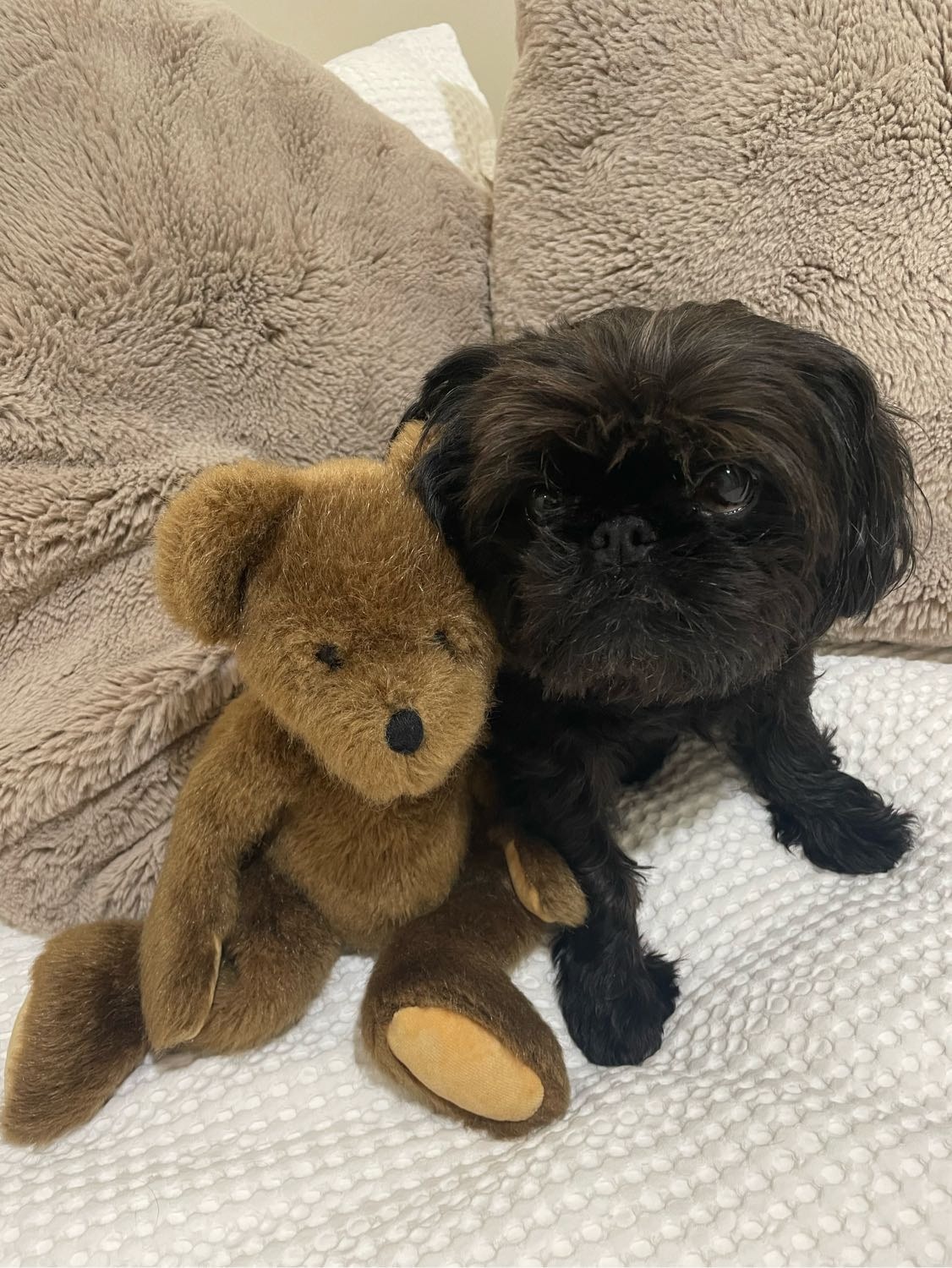 Lucia | Pet sitter in Auckland | Pawshake.co.nz