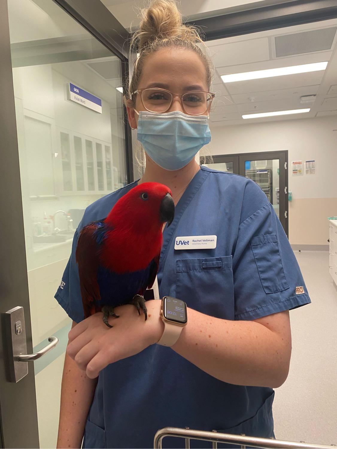 Rachel | Pet sitter in Hamlyn Heights | Pawshake.com.au